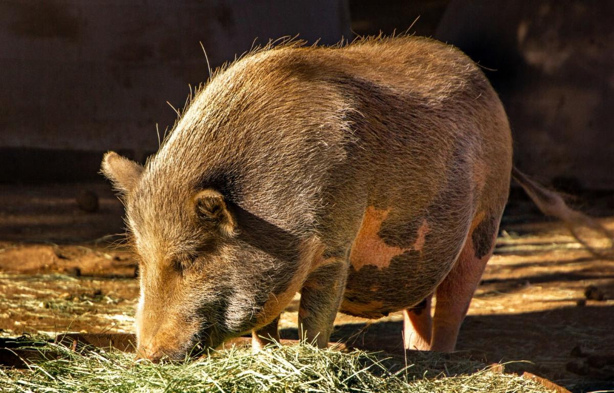 Luke Swinewalker | Horses of Tir Na Nog
