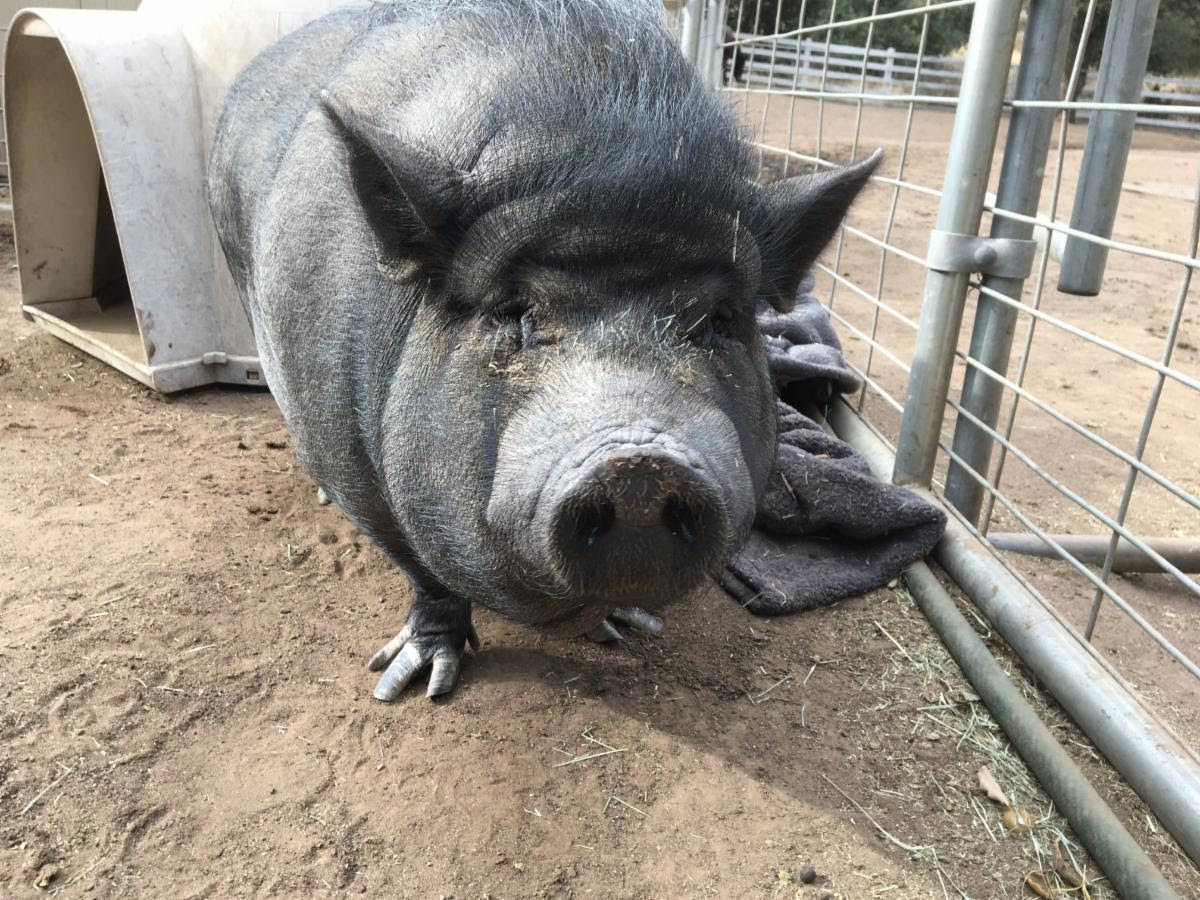 Porkie Chop | Horses of Tir Na Nog