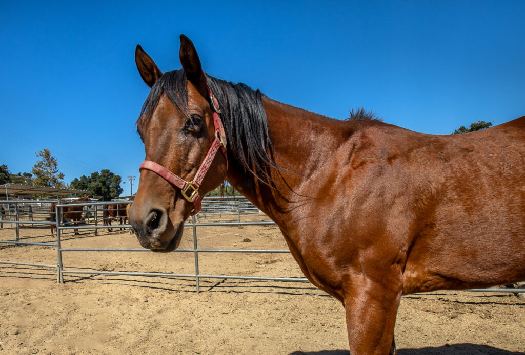 Harold | Horses of Tir Na Nog