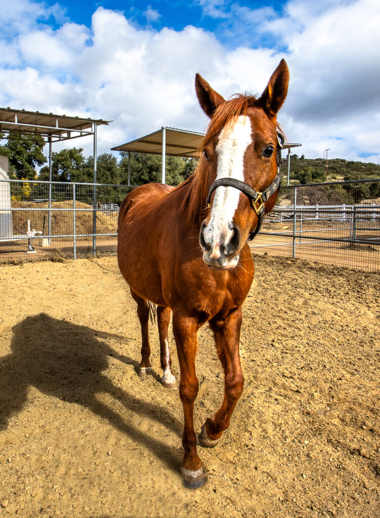 Ms. Ruby | Horses of Tir Na Nog
