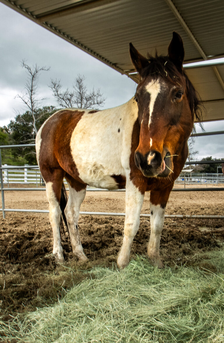 Cimarron | Horses of Tir Na Nog