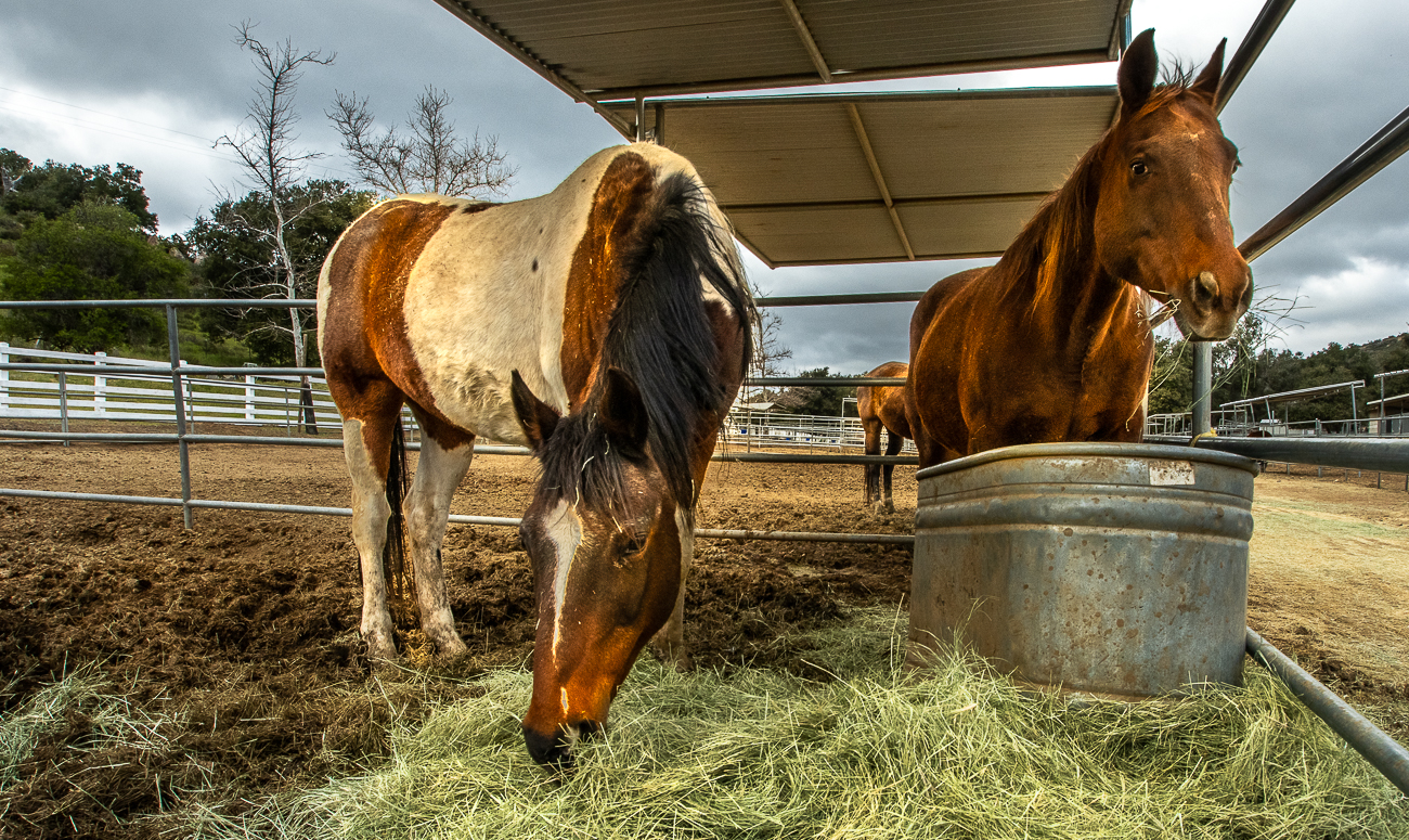 Cimarron | Horses of Tir Na Nog