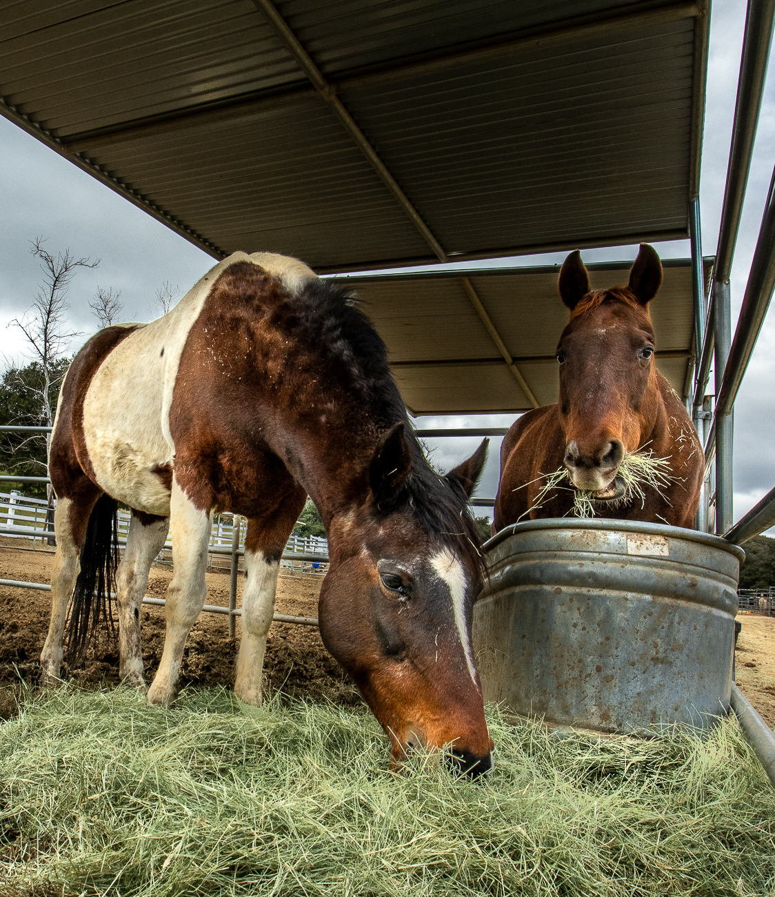 Cimarron | Horses of Tir Na Nog