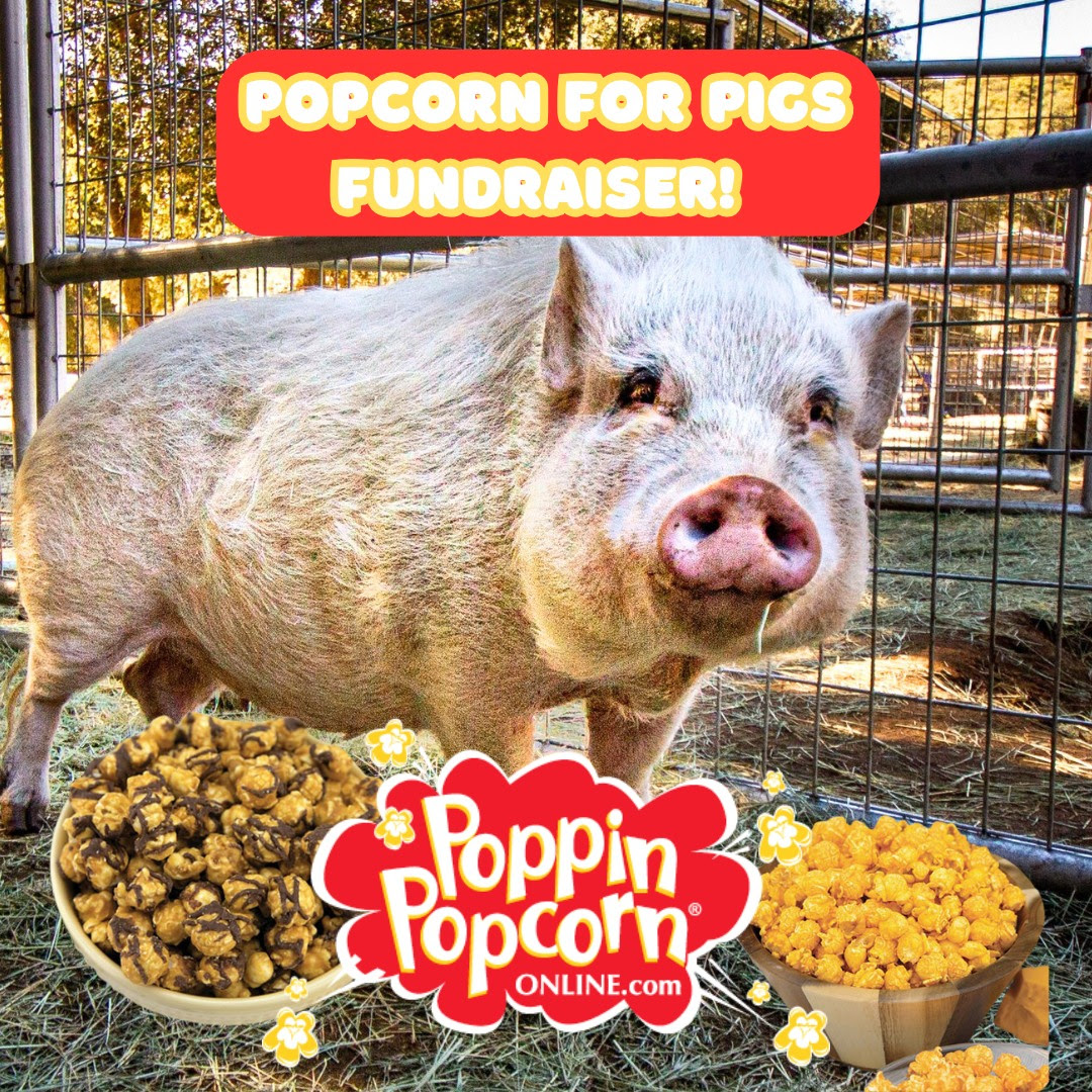 Popcorn for Pigs | Horses of Tir Na Nog